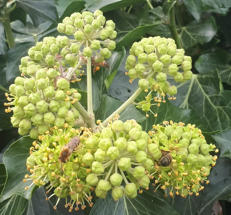 A Fence Challenge | Bug Woman – Adventures in London