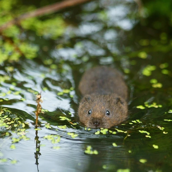 Water Voles in London | Bug Woman – Adventures in London