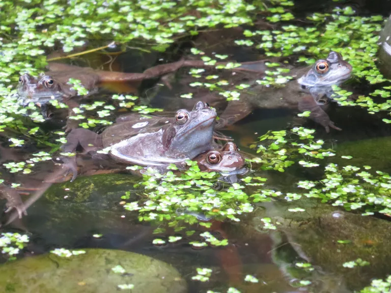 New Scientist – The Oldest Tadpole | Bug Woman – Adventures in London