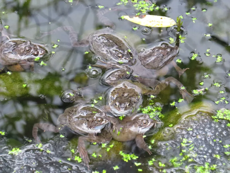 New Scientist – Round Up of 2024 | Bug Woman – Adventures in London