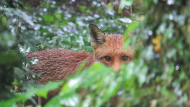 The Thursday Poem (On Friday) – Fox | Bug Woman – Adventures in London