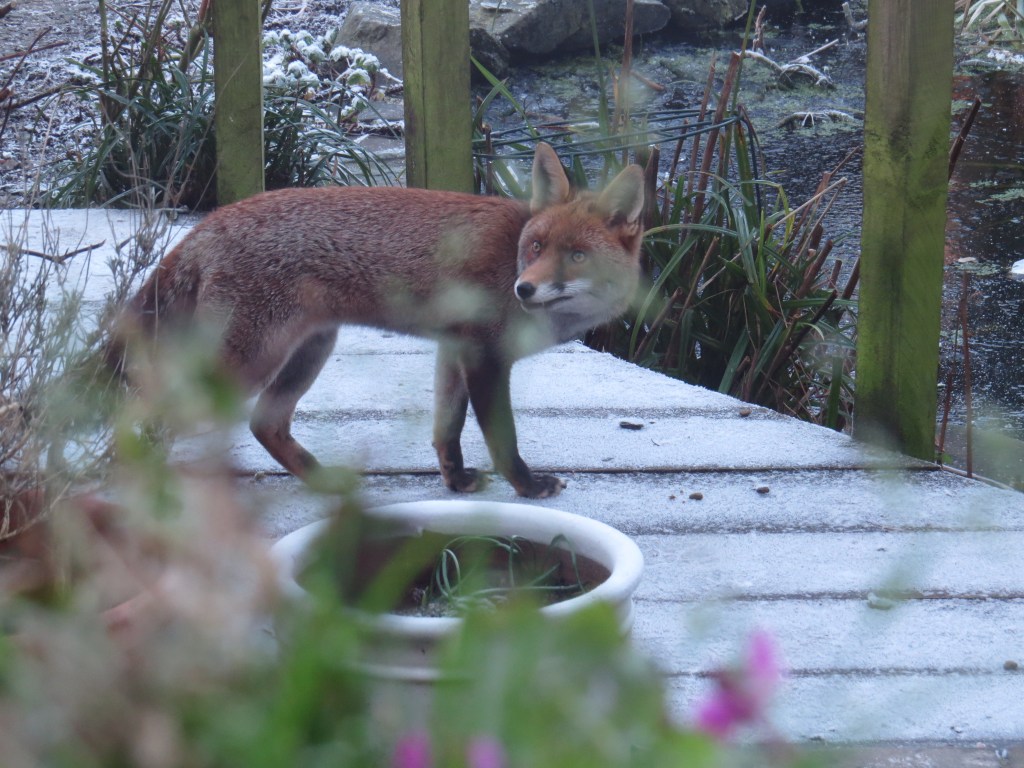 A Frosty Fox | Bug Woman – Adventures in London