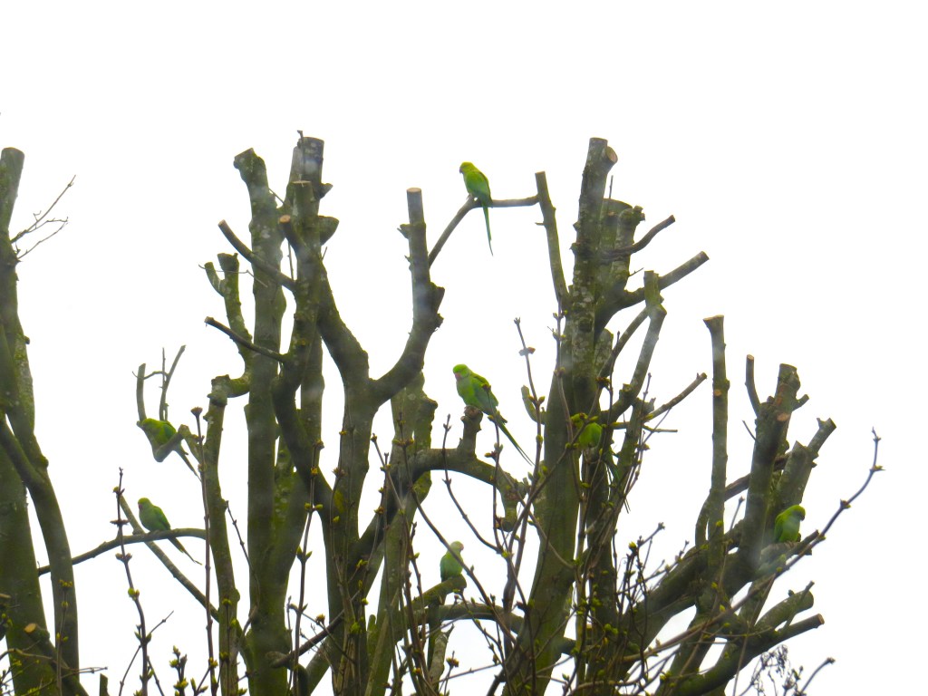 Quite a Crowd…. | Bug Woman – Adventures in London