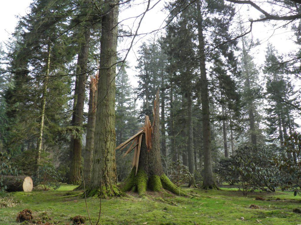 The Aftermath of Storm Eowyn in Scotland | Bug Woman – Adventures in London