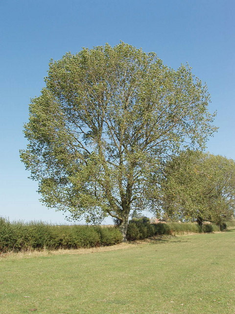 Saving Britain’s Rarest Native Tree, the Black Poplar | Bug Woman ...