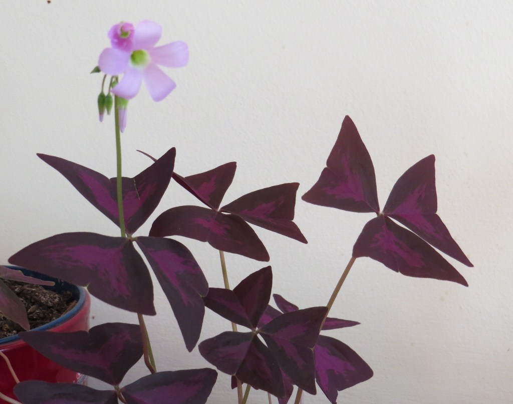 Wednesday Weed – Purple Shamrock | Bug Woman – Adventures in London