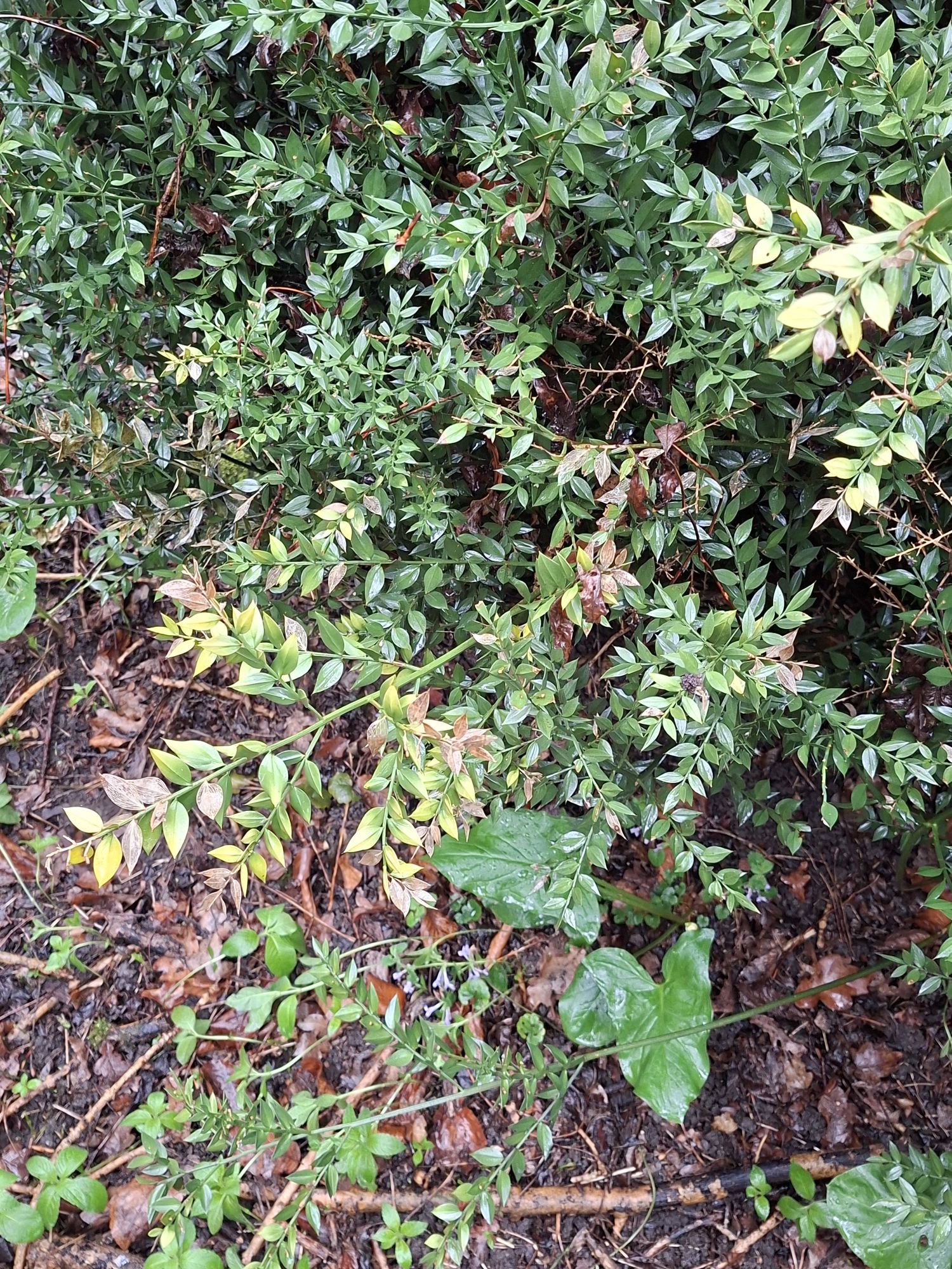 20250415_102519921544580057167392 | Bug Woman – Adventures in London