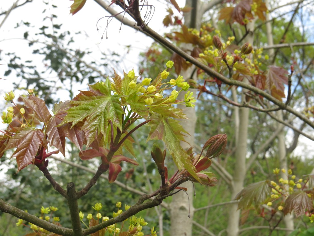 A Photography Walk in Coldfall Wood | Bug Woman – Adventures in London