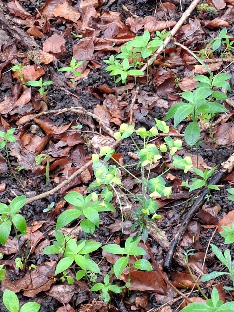 Wednesday Weed – Wood Spurge | Bug Woman – Adventures in London