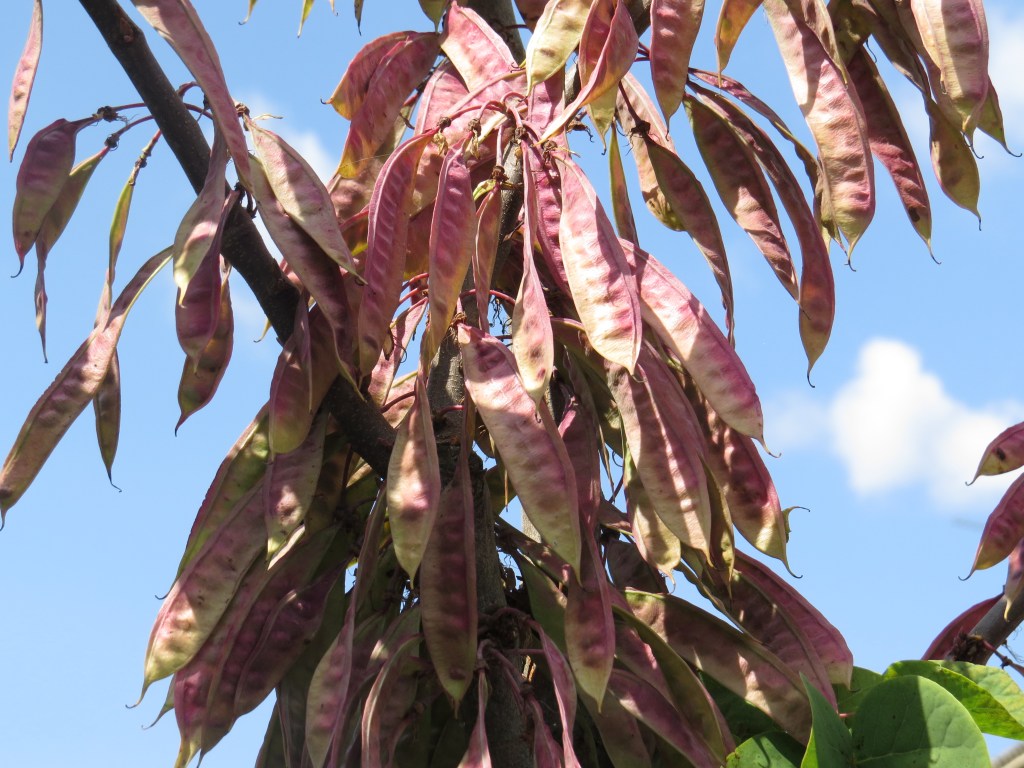 Wednesday Weed – Judas Tree Revisited | Bug Woman – Adventures in London