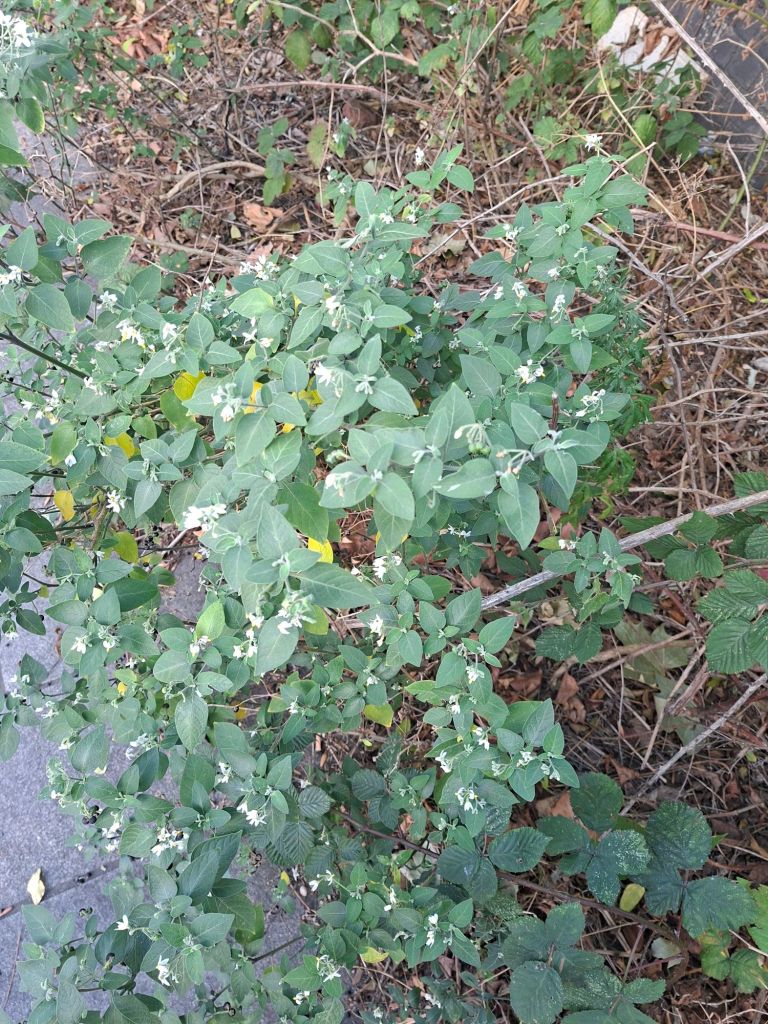 Wednesday Weed – Tall Nightshade | Bug Woman – Adventures in London