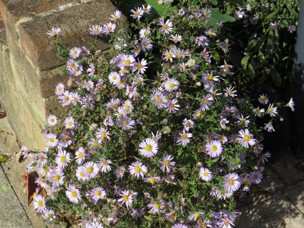 Wednesday Weed – Michaelmas Daisy Revisited | Bug Woman – Adventures in ...