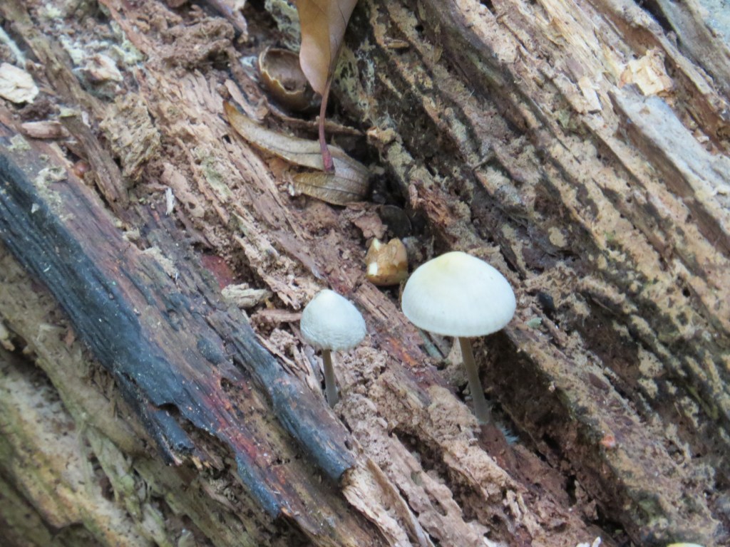 A Fungi Walk in Coldfall Wood with Mario Maculan | Bug Woman ...
