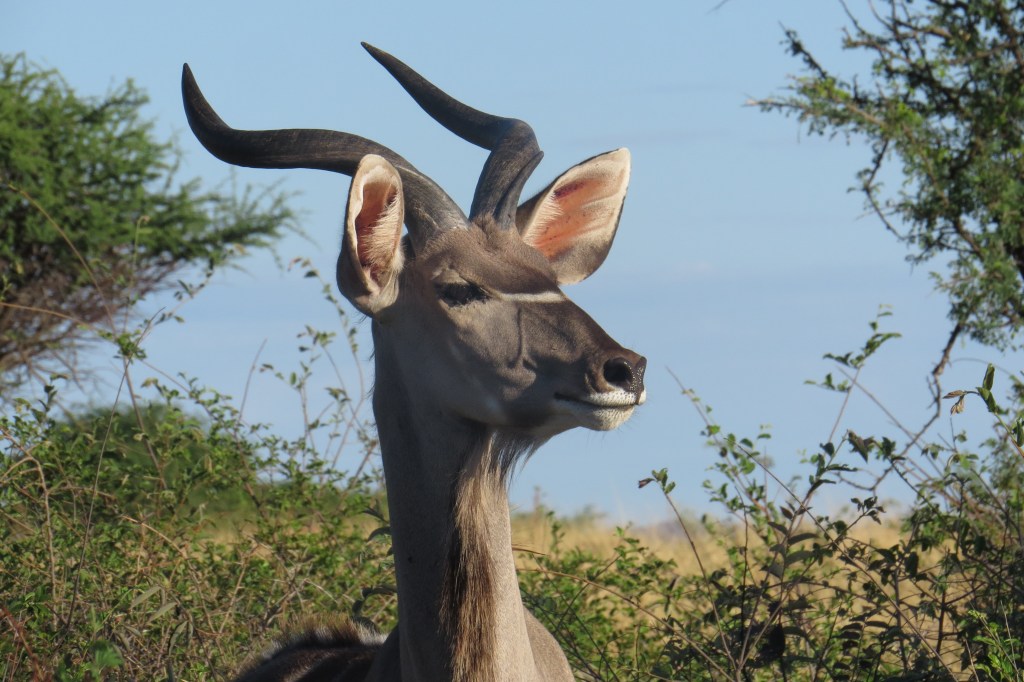 Namibia – Okonjima | Bug Woman – Adventures in London