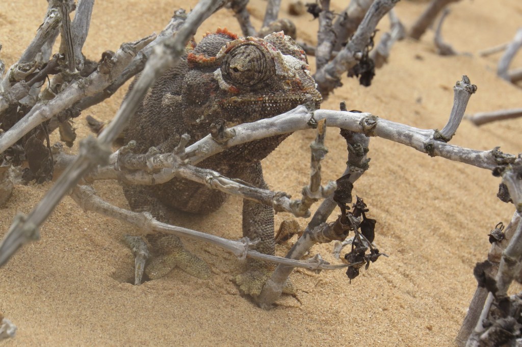 Namibia – The Living Desert | Bug Woman – Adventures in London