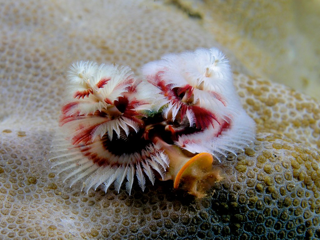 The Sixth Day of Christmas – The Christmas Tree Worm | Bug Woman ...