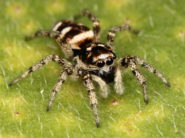 The Twelve Days of Christmas Invertebrates – Jumping Spiders! | Bug ...