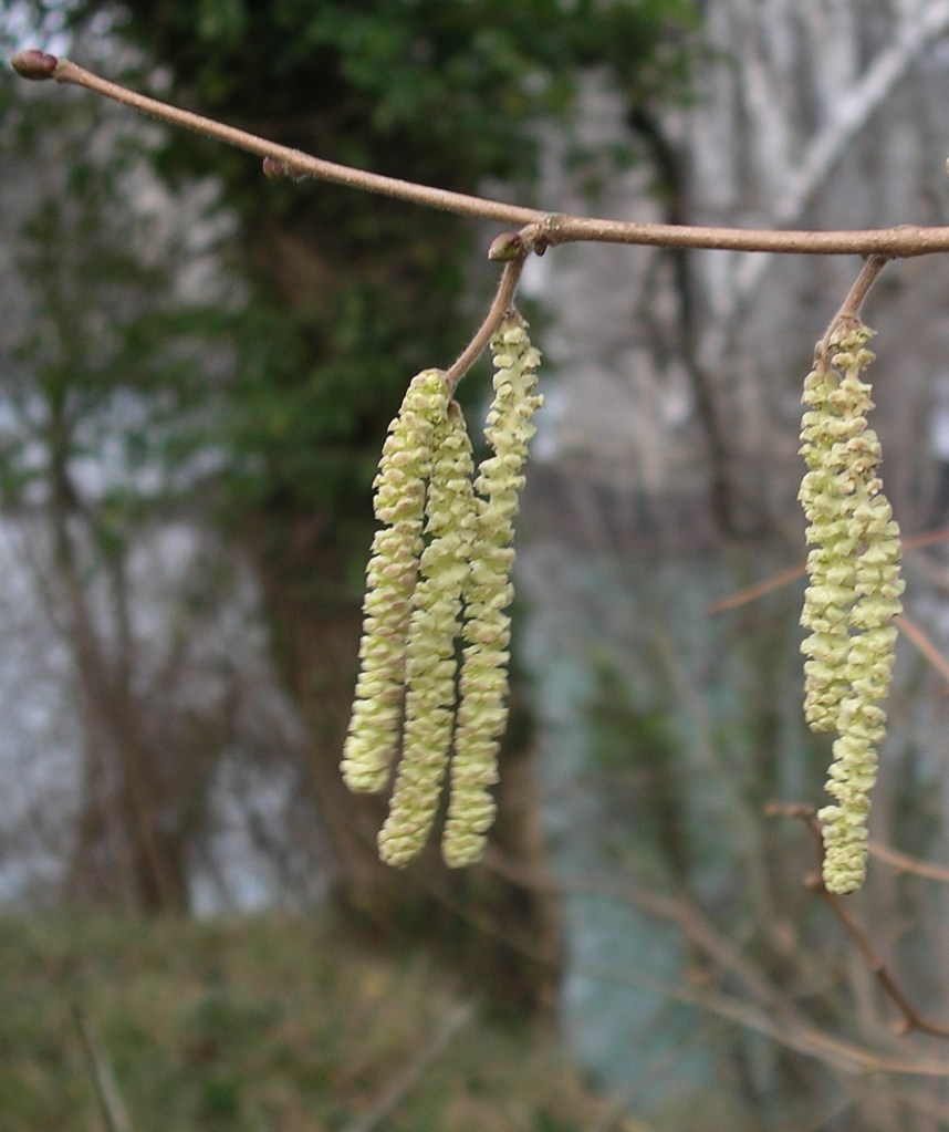 Wednesday Weed – Hazel Revisited Again | Bug Woman – Adventures in London