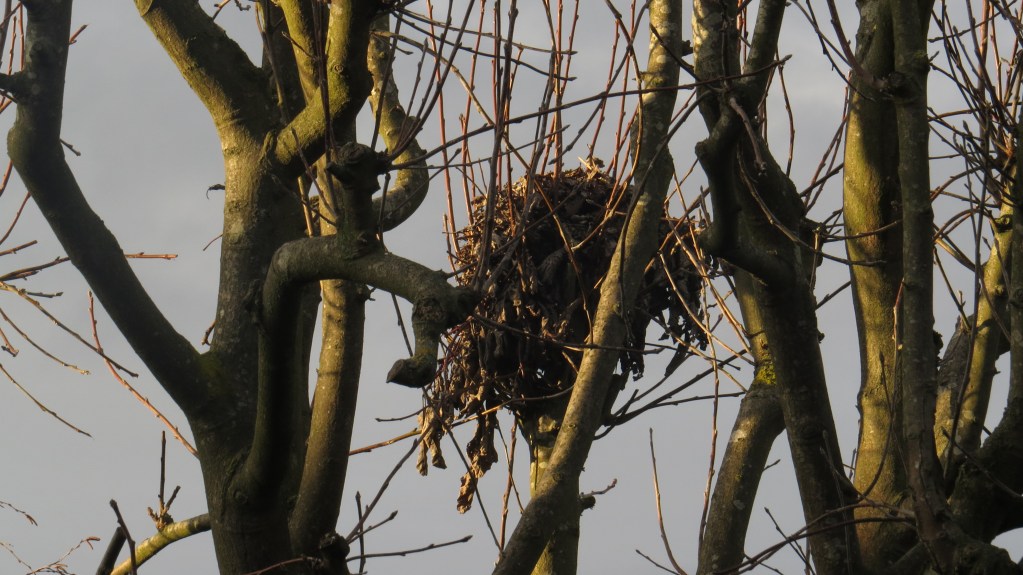 In The Garden…. | Bug Woman – Adventures in London