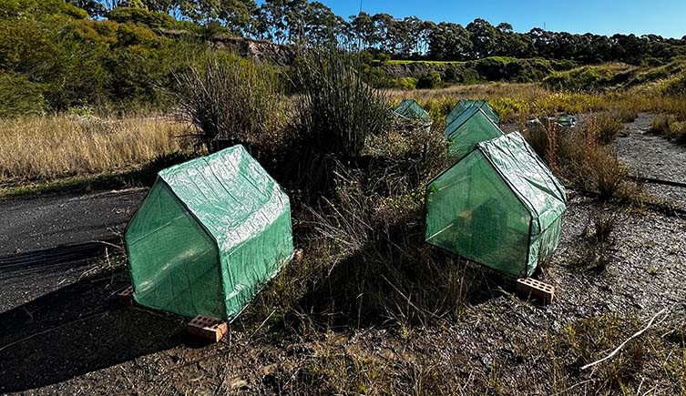 Frog Sauna Update! | Bug Woman – Adventures in London