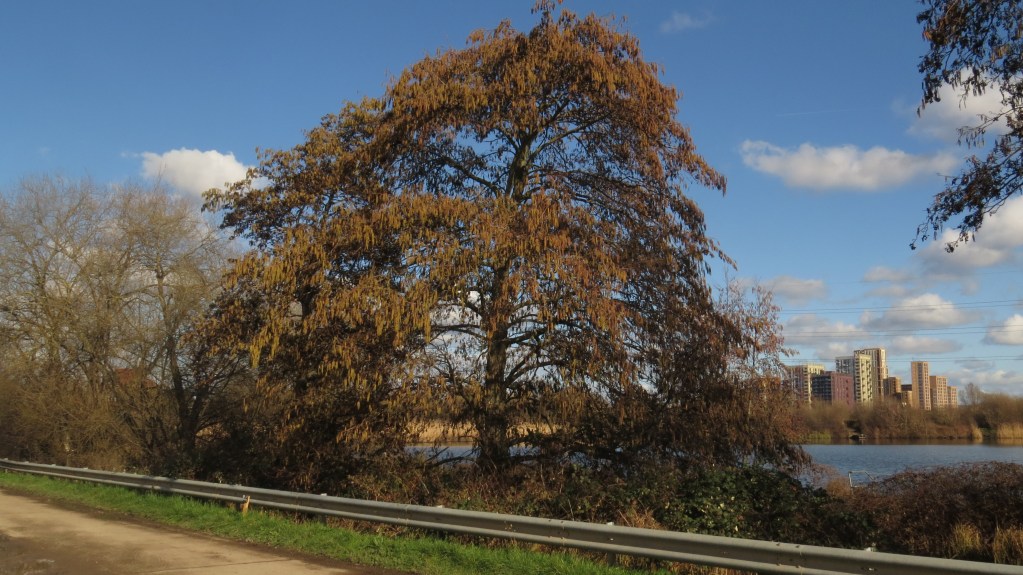 Wednesday Weed – Alder Revisited | Bug Woman – Adventures in London